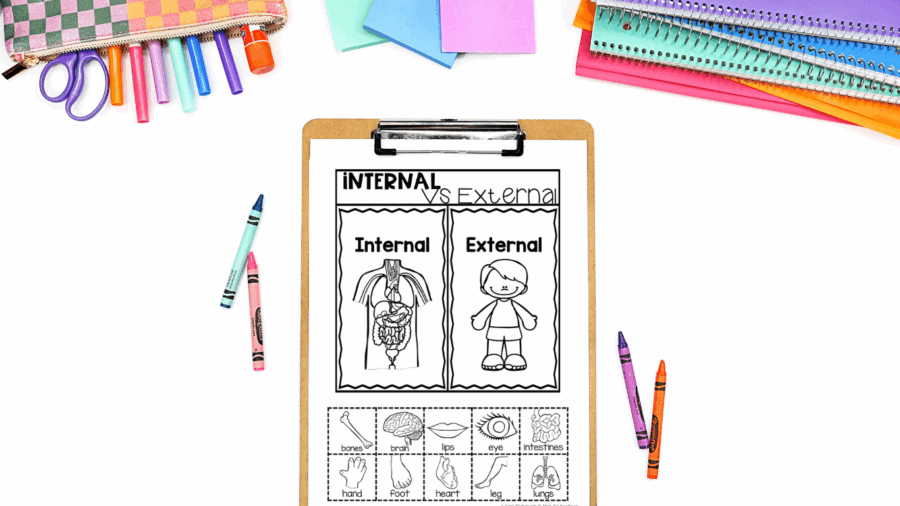 Internal vs. External Body Parts - Mrs. B’s Beehive