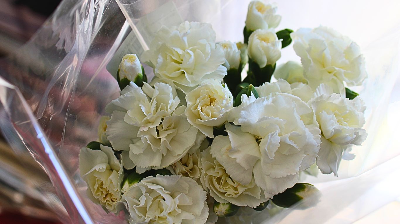 Colorful Carnations for the Science Fair - Mrs. B’s Beehive