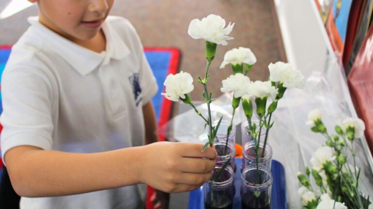 Colorful Carnations for the Science Fair - Mrs. B’s Beehive