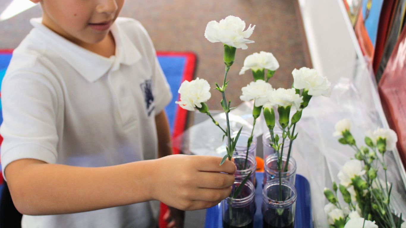Colorful Carnations for the Science Fair - Mrs. B’s Beehive