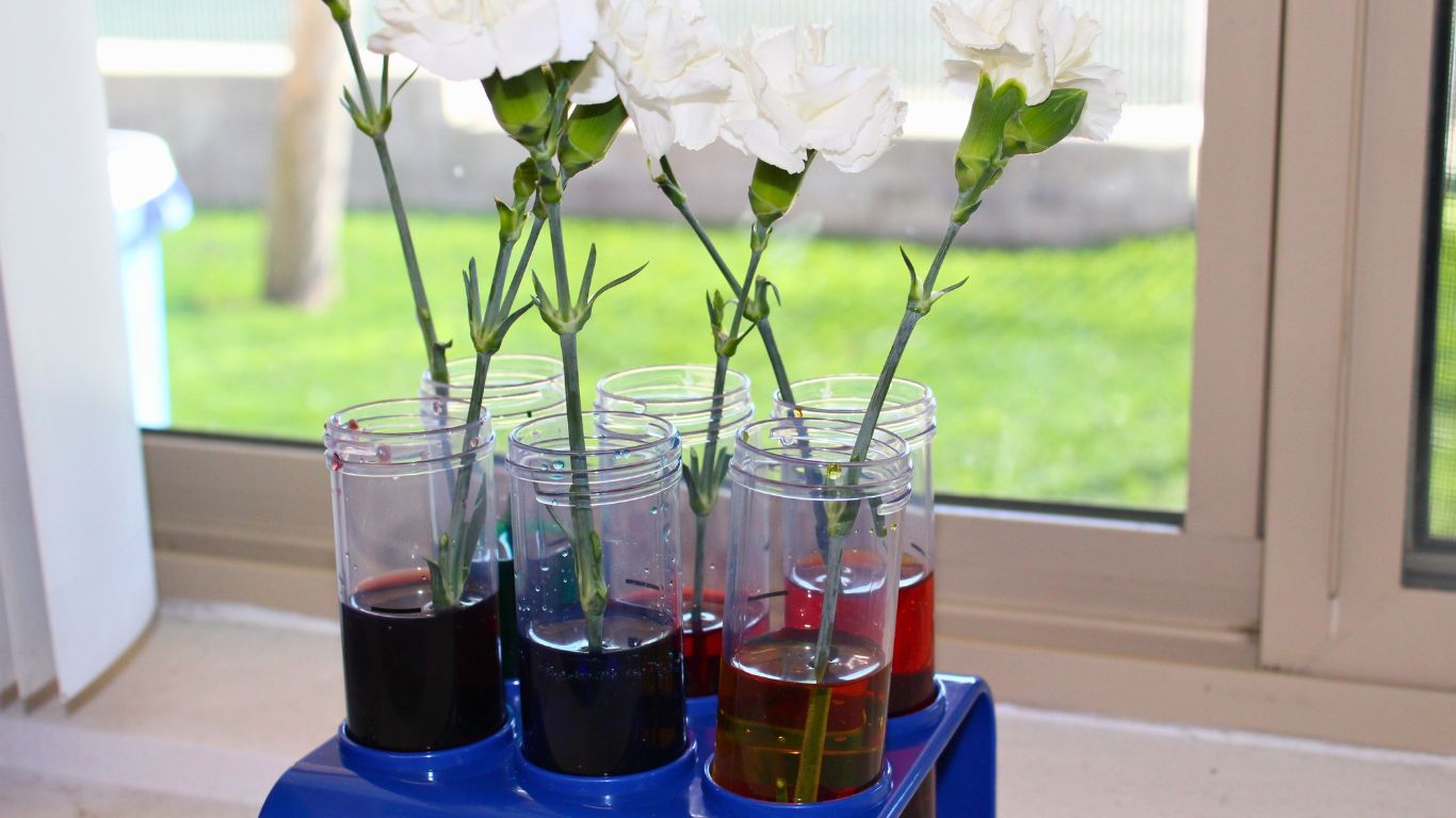 Colorful Carnations for the Science Fair - Mrs. B’s Beehive