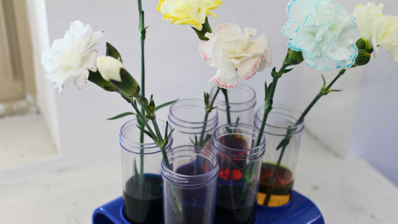 Colorful Carnations for the Science Fair - Mrs. B’s Beehive