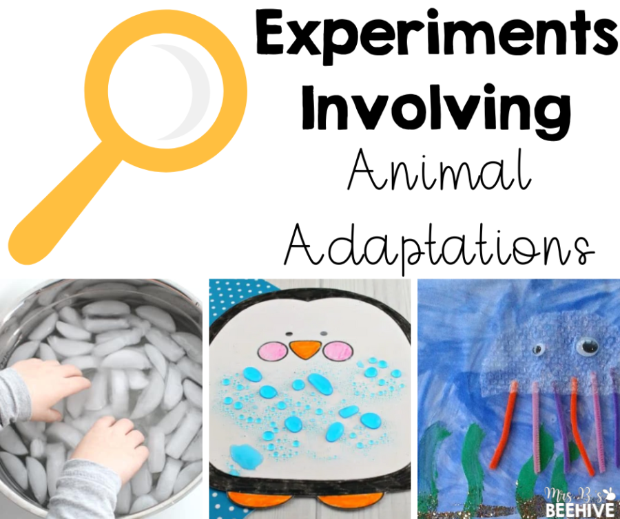 Learning About Animal Adaptations in Kindergarten